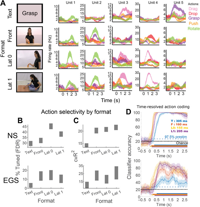 A shared neural substrate for action verbs and observed actions in ...